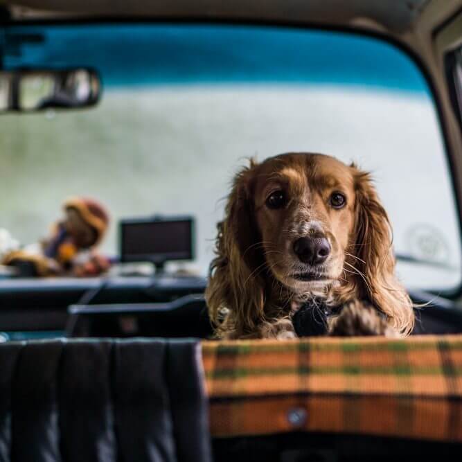 Alaska, la perrita que recorre el mundo junto a sus dueños