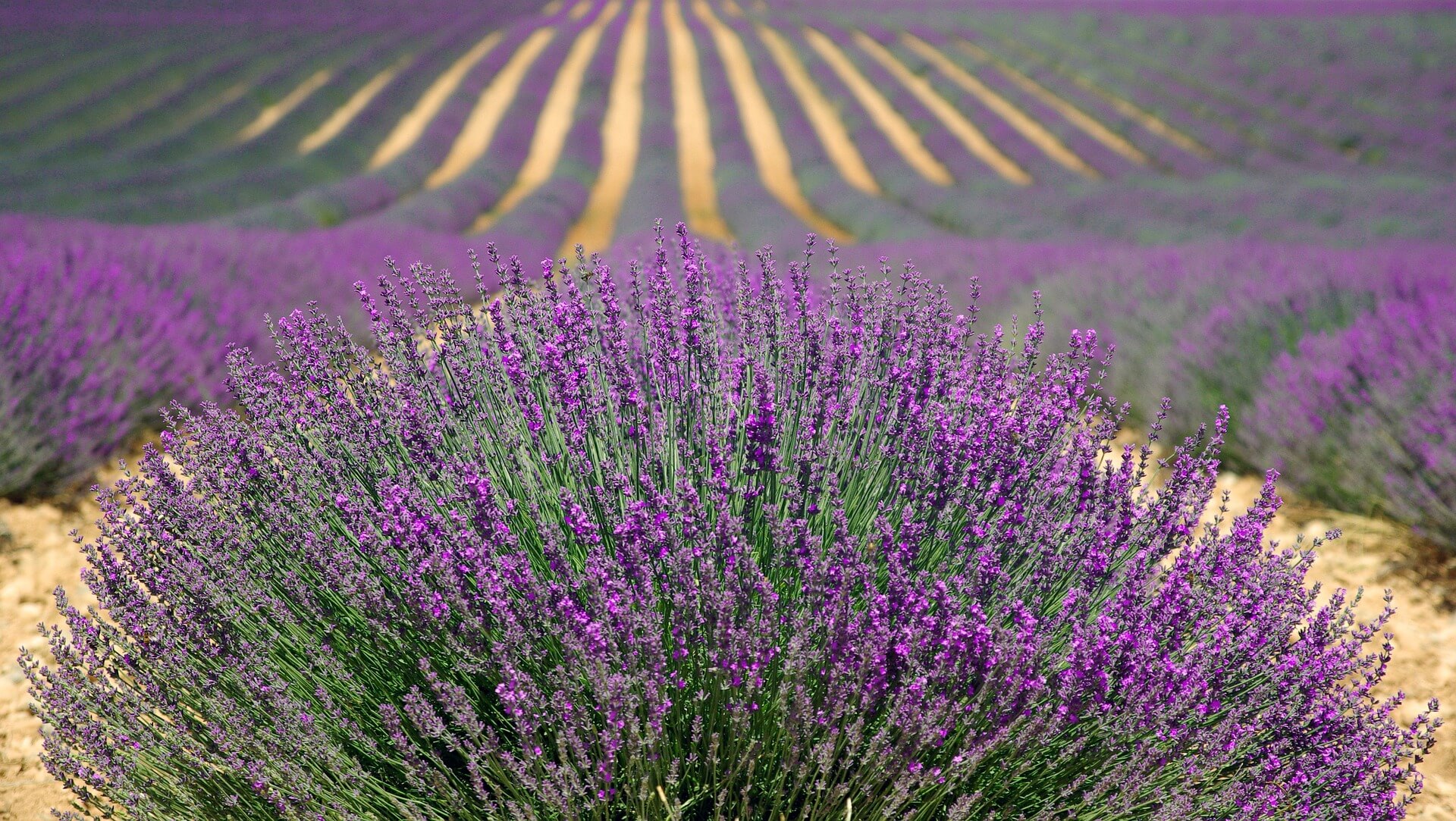 4 campos de lavanda que deberías visitar en el mundo